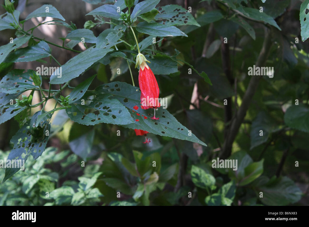 Shoe flower hi-res stock photography and images - Alamy