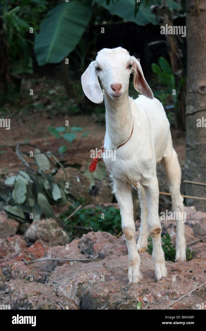 Baby goat hi-res stock photography and images - Alamy