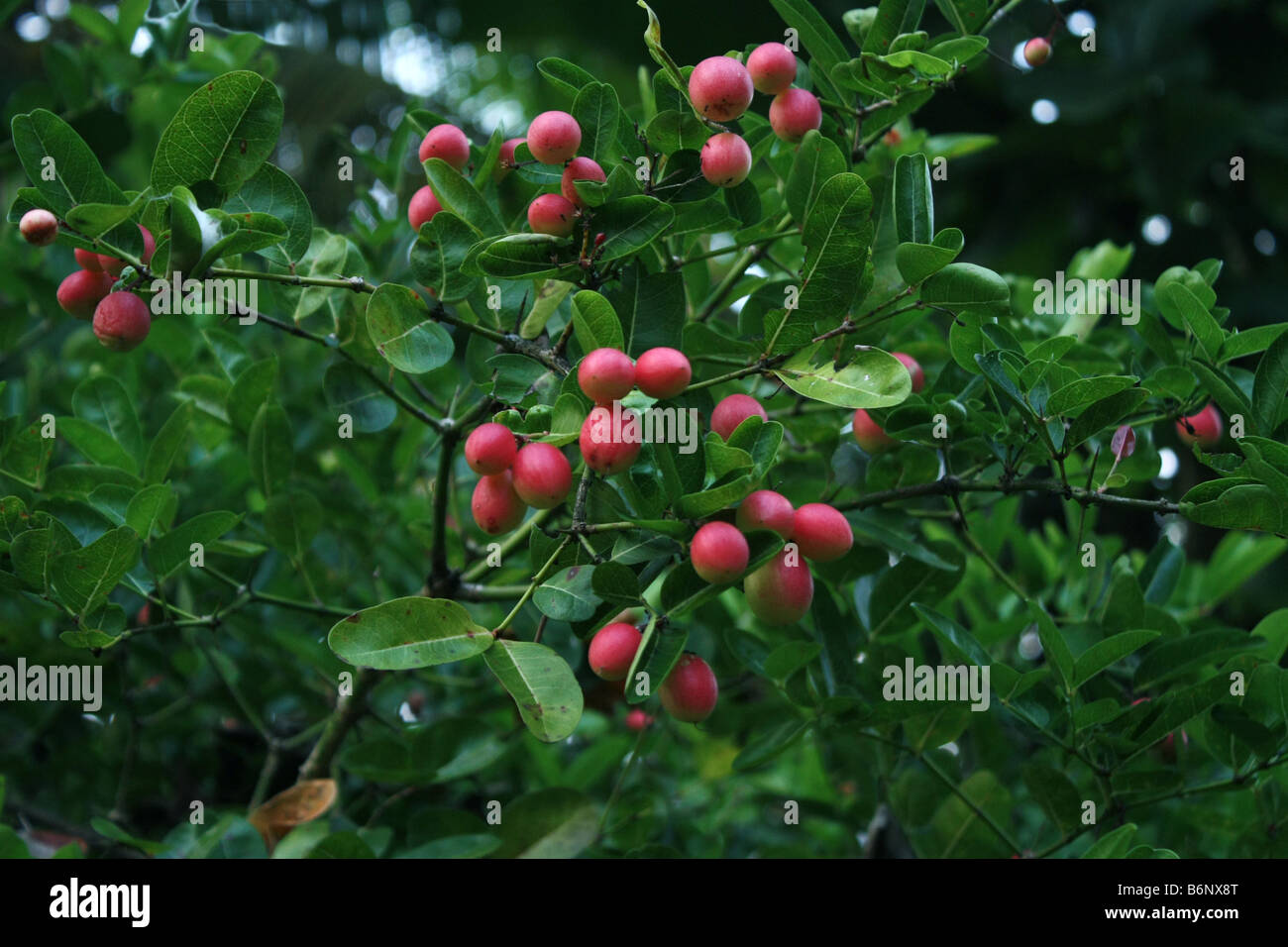 Cherry tree with fruits [RF] Stock Photo - Alamy