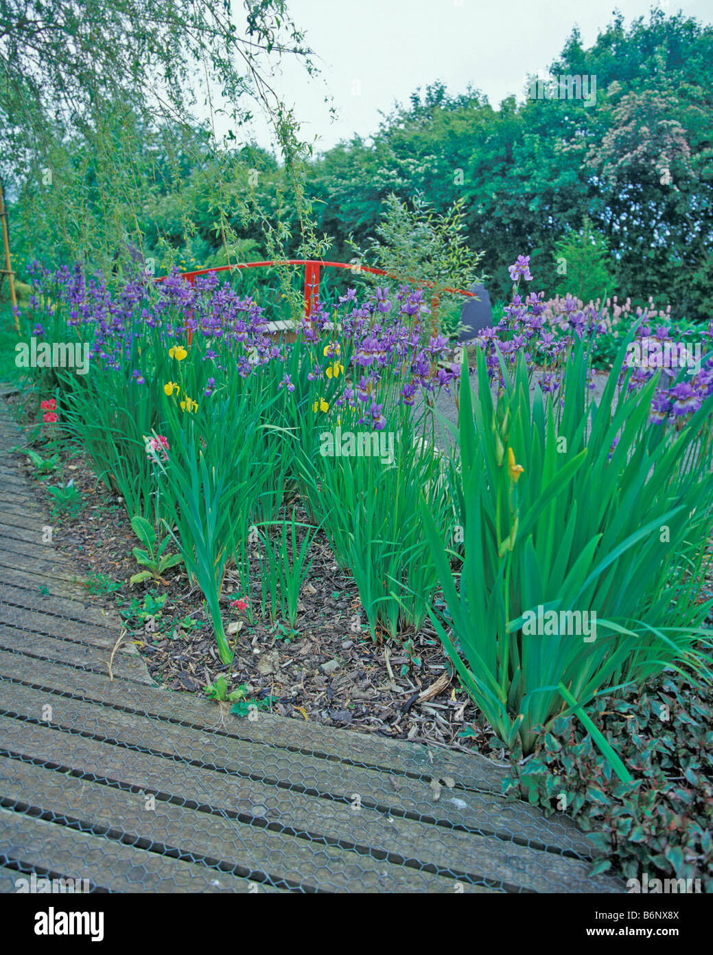 JAPANESE GARDEN IRIS BORDERS IN SPRING Stock Photo - Alamy