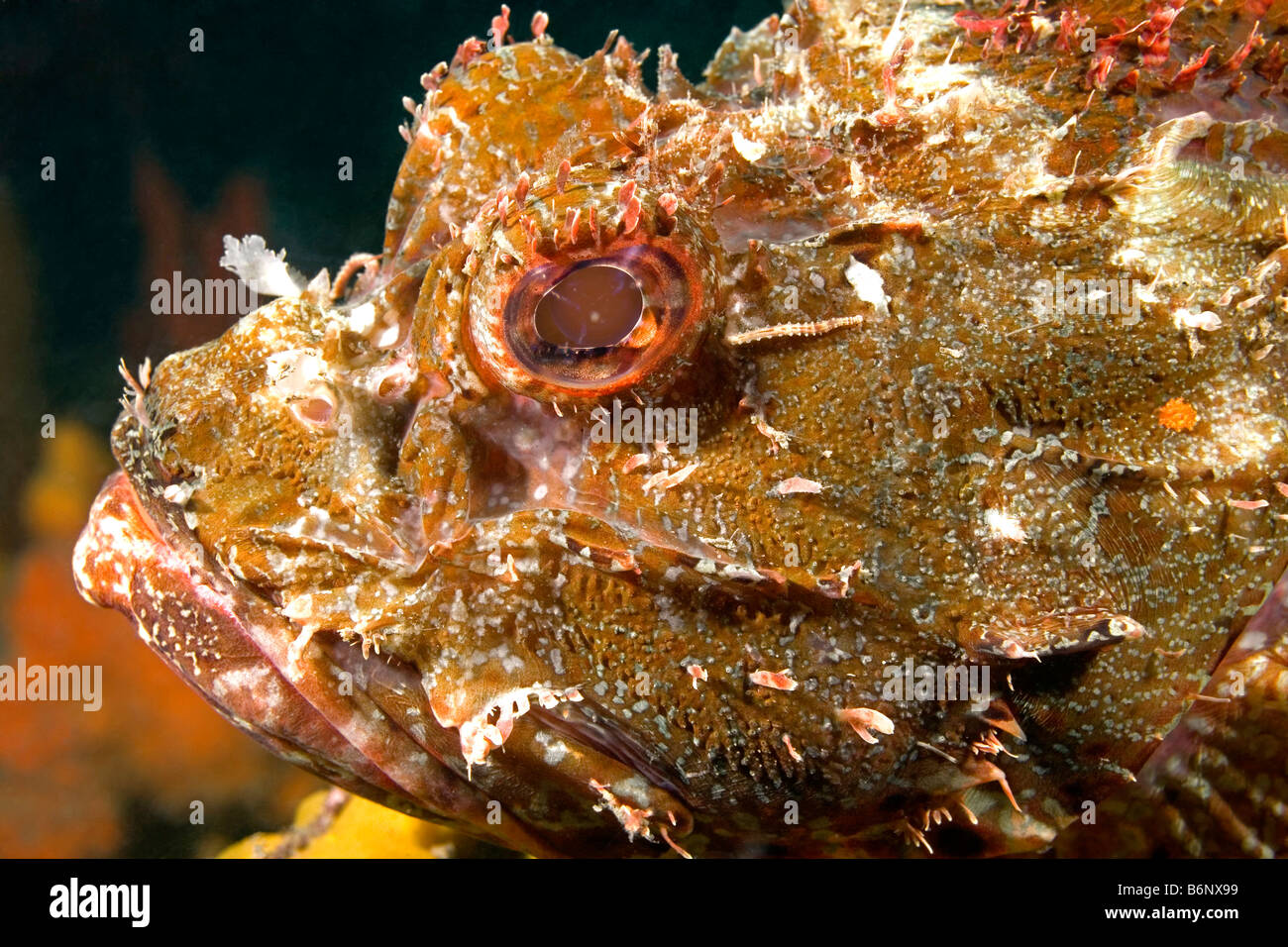 Trachelobdella lubrica hi-res stock photography and images - Alamy