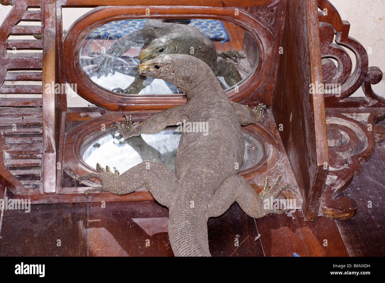 Monitor lizard looking into a mirror Stock Photo - Alamy