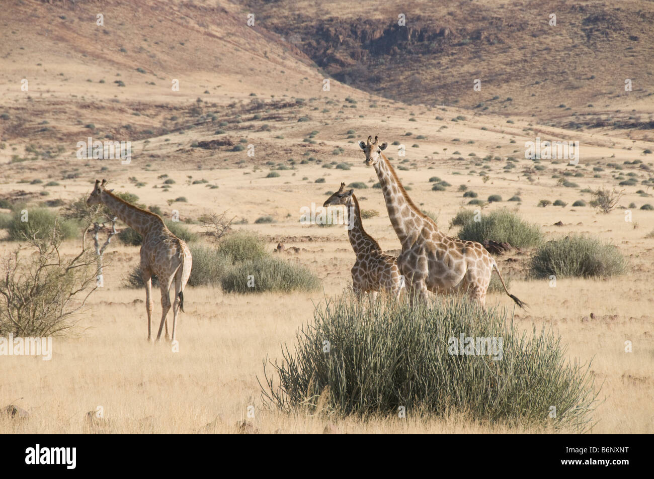 Palmwag, Lodge,Uniab River, NorthWest Damarland,Namibia Stock Photo - Alamy