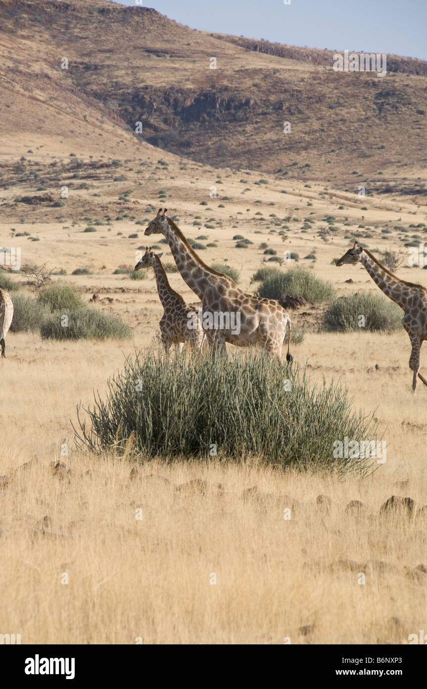 Palmwag, Lodge,Uniab River, NorthWest Damarland,Namibia Stock Photo - Alamy