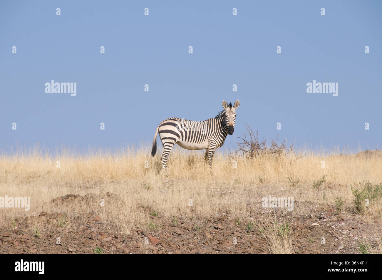 Palmwag, Lodge,Uniab River, North West Damarland,Namibia Stock Photo ...
