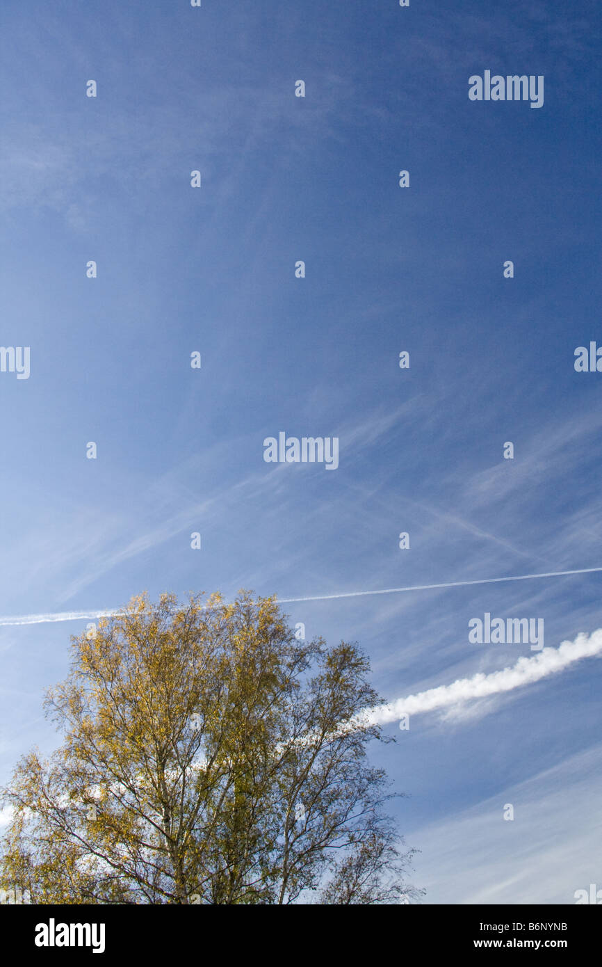 Tree in the opening Stock Photo - Alamy