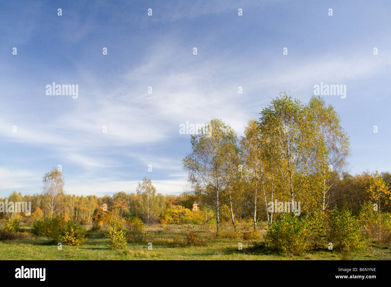 Trees in the opening Stock Photo - Alamy