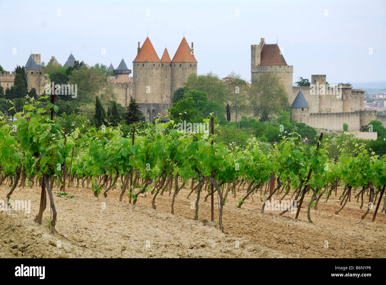 Carcassonne France Grape vines and the medieval walled Cité Stock Photo ...