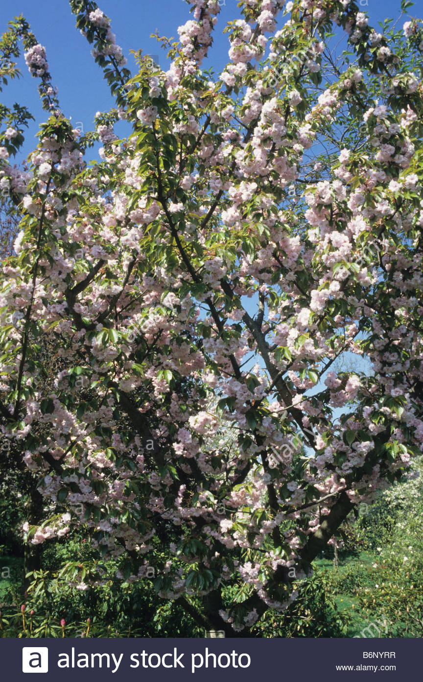 Prunus Serrula Stock Photos & Prunus Serrula Stock Images - Alamy