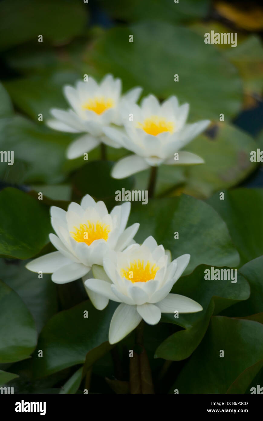 water lilies Nyphaea Nymphaeaceae Stock Photo - Alamy