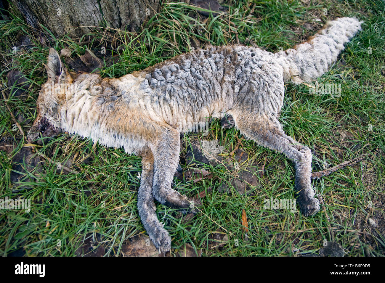 Fox uk frost animal hi-res stock photography and images - Alamy