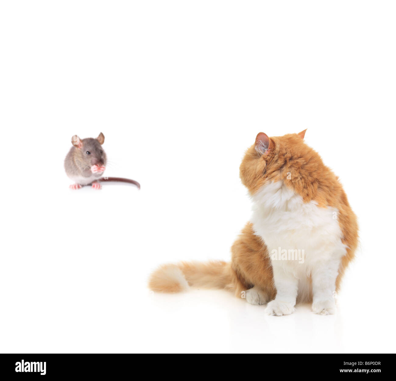 Cat watching a mouse Stock Photo - Alamy