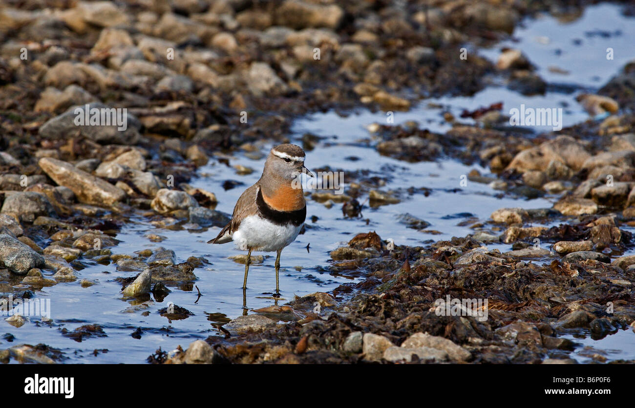 Dotterel hi-res stock photography and images - Alamy