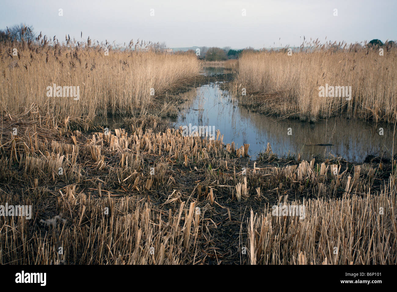 Radipole lake RSPB Reserve By Weymouth Dorset Stock Photo - Alamy
