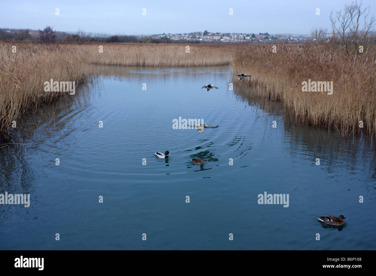 Radipole lake RSPB Reserve By Weymouth Dorset Stock Photo - Alamy