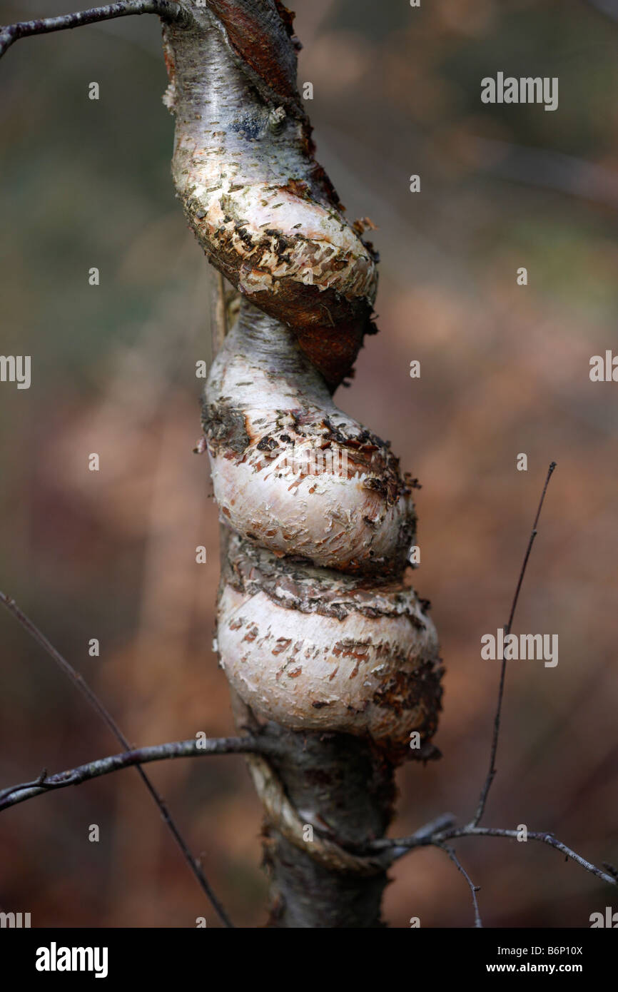 Twisted vine tree hi-res stock photography and images - Alamy