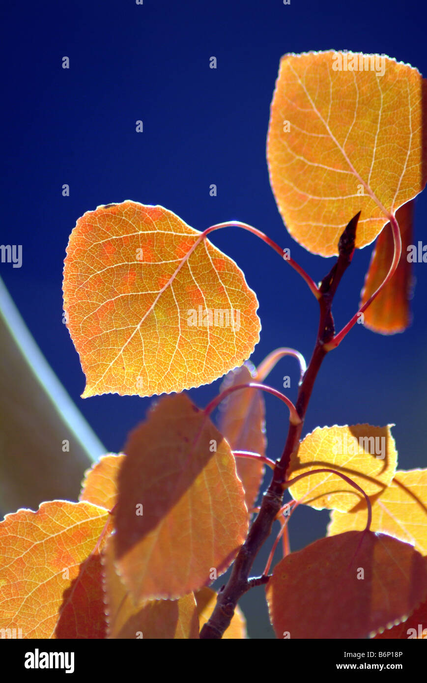 Aspen seasons hi-res stock photography and images - Alamy