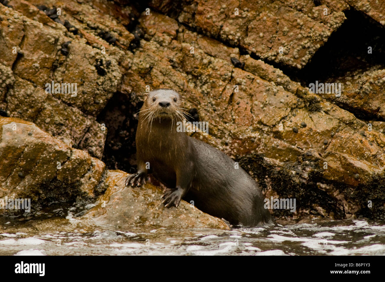 MARINE OTTER Lontra felina Previously Lutra felina Paracas National ...