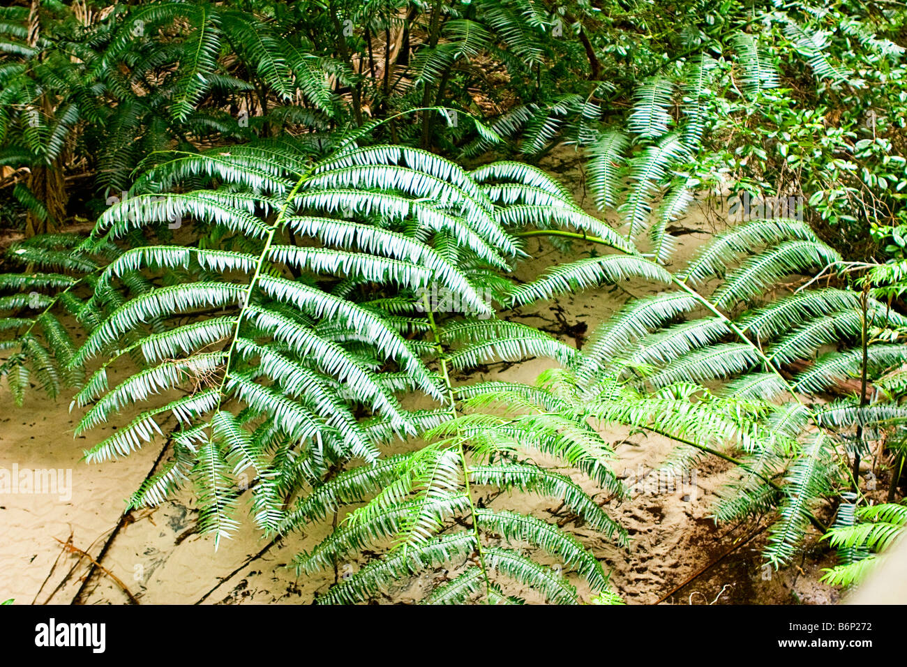 Rare king fern hi-res stock photography and images - Alamy