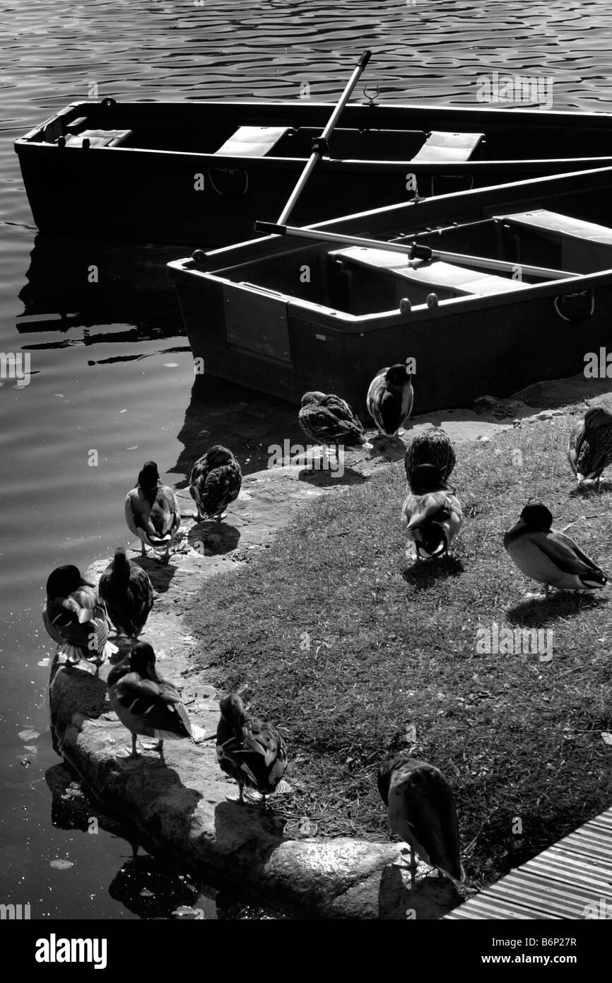 Rowing black and white hi-res stock photography and images - Alamy