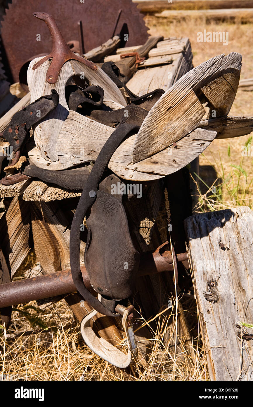 Equine skeleton hi-res stock photography and images - Alamy