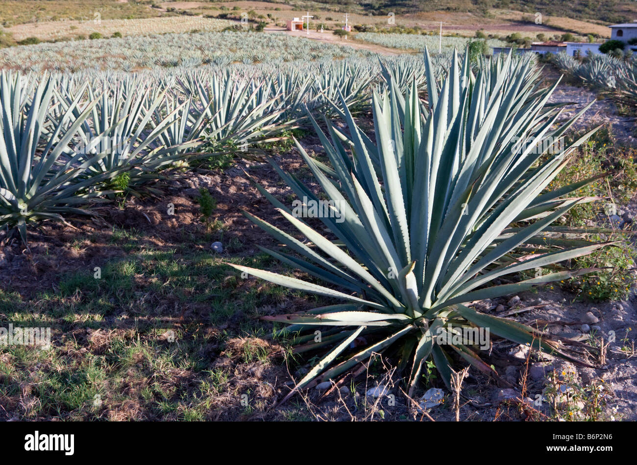 Oaxaca Mexico Farming High Resolution Stock Photography and Images - Alamy