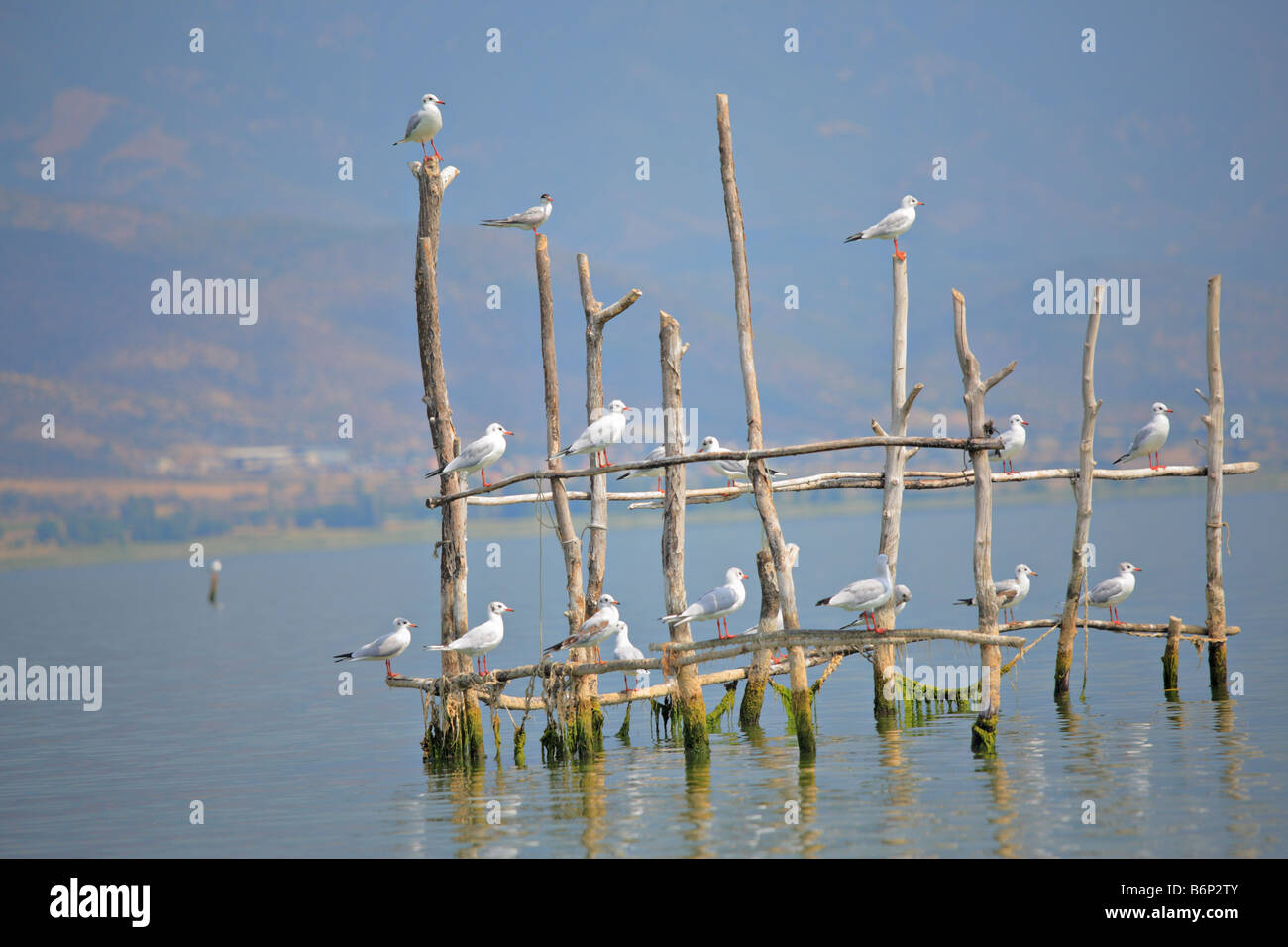 Gulls at Dojran Lake Stock Photo - Alamy
