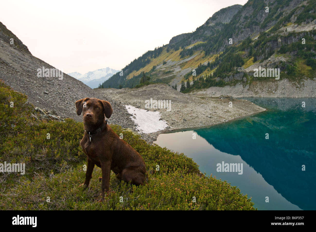 Canada labrador retriever hi-res stock photography and images - Alamy