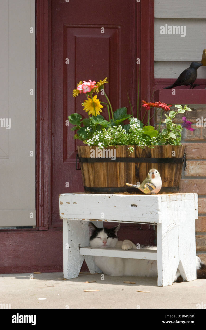 Cat hot hi-res stock photography and images - Alamy