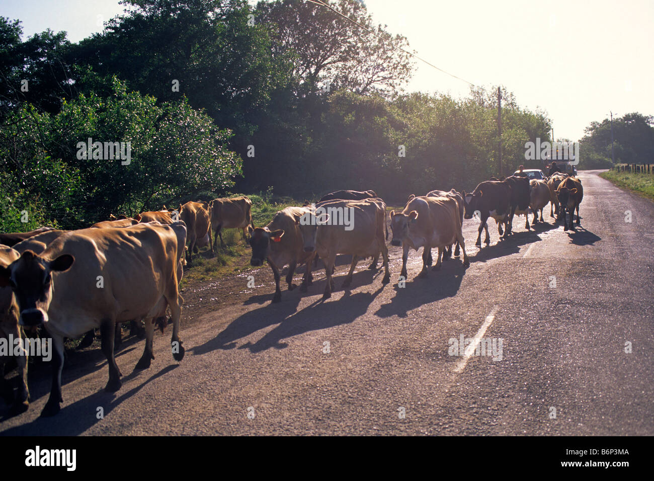 Cattle on road hi-res stock photography and images - Alamy
