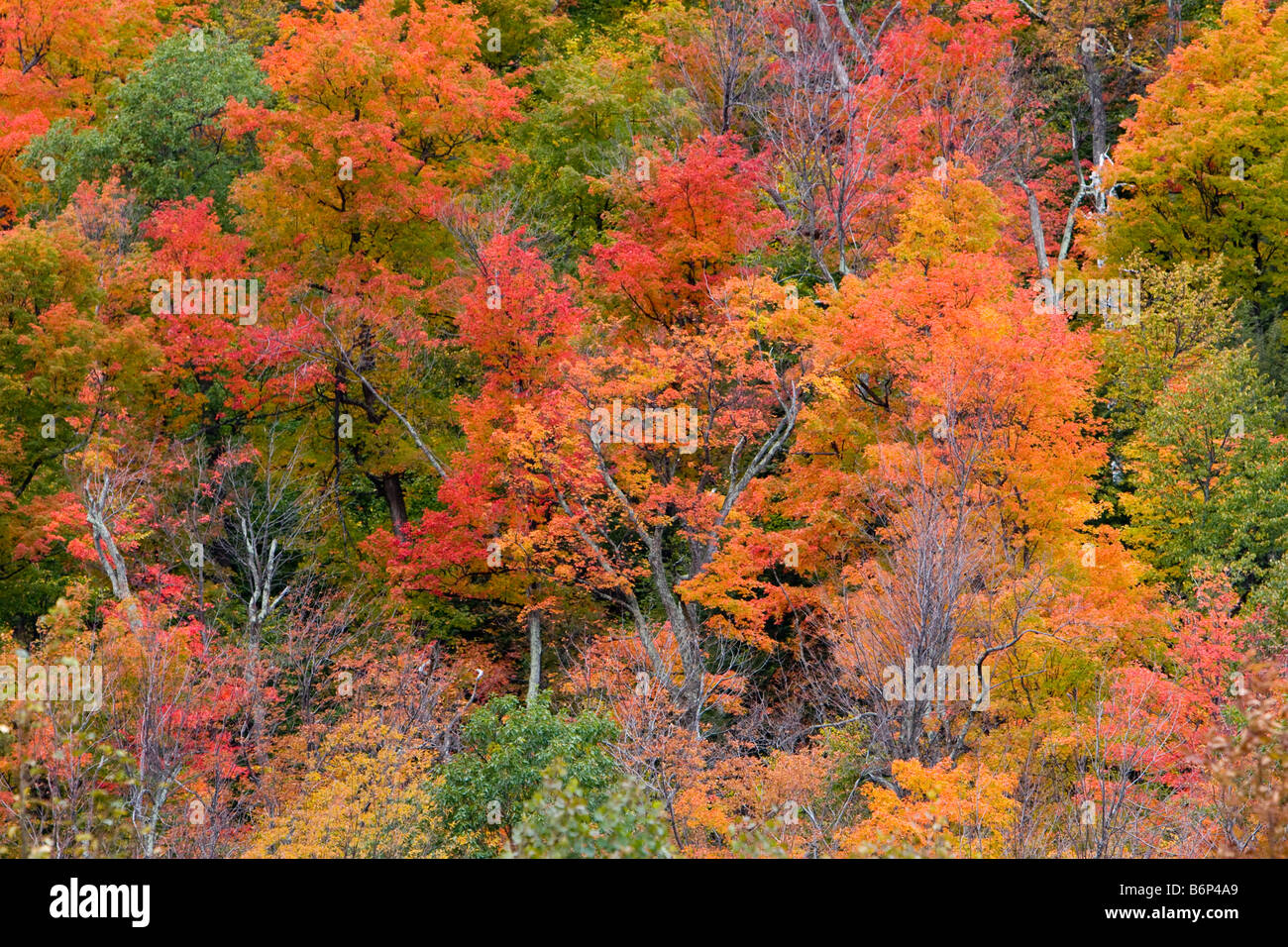 Fall colors of Vermont October 6 2008 Stock Photo - Alamy