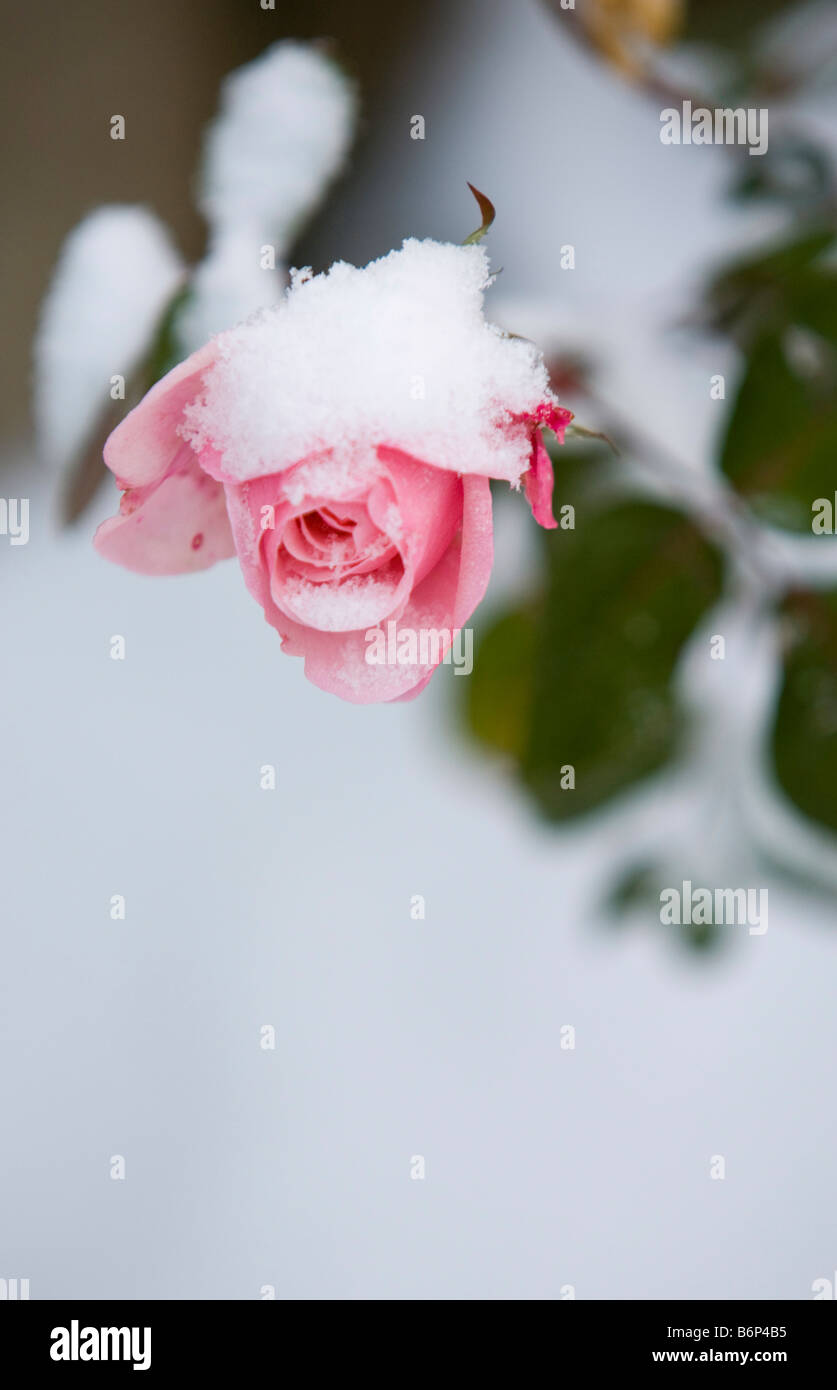 A Rose with snow on it Stock Photo - Alamy