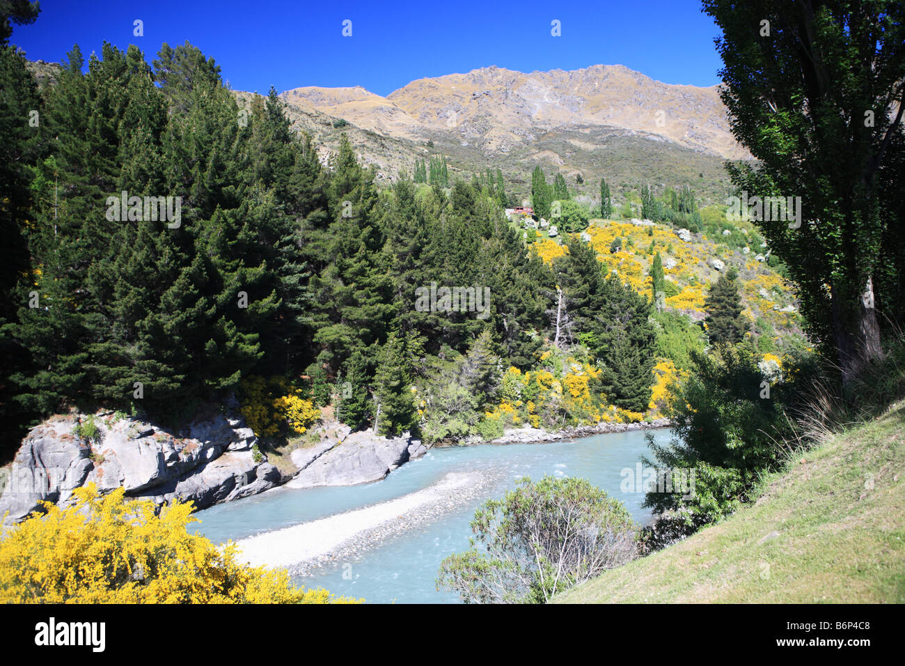 Skippers canyon covered in yellow Gorse, Queenstown, New Zealand Stock ...
