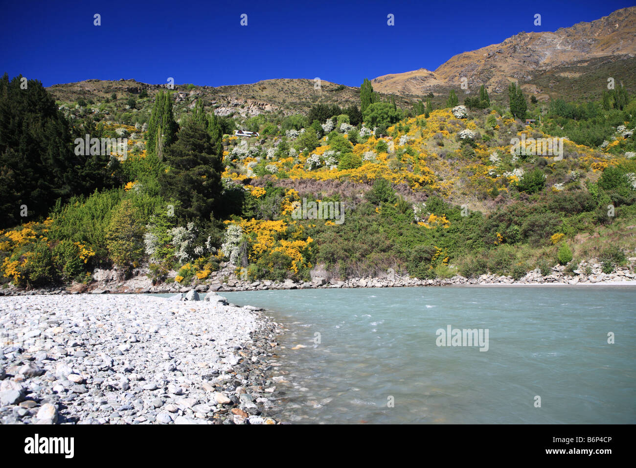 Skippers canyon covered in yellow Gorse, Queenstown, New Zealand Stock ...