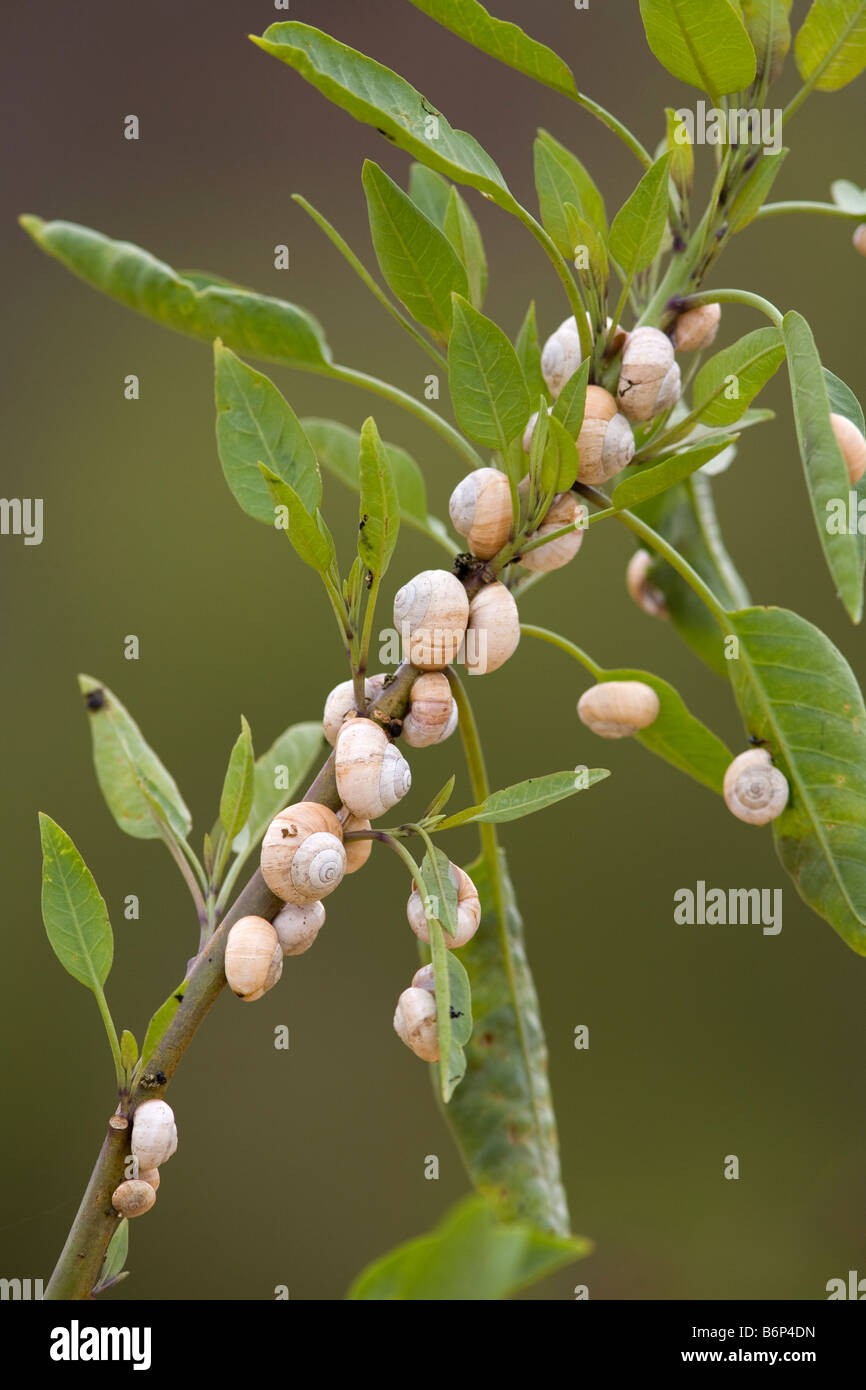 Snail snails aestivation hi-res stock photography and images - Alamy