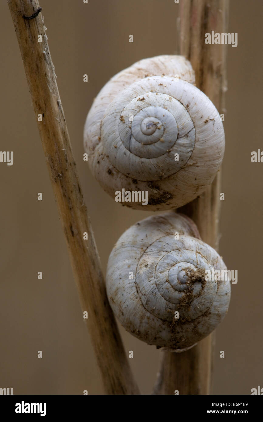 Terrestrial snails hi-res stock photography and images - Alamy