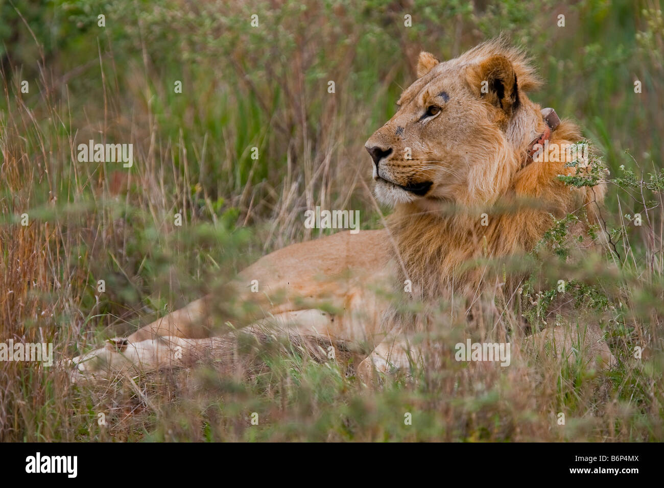Collared Lion (Panthera leo Stock Photo - Alamy