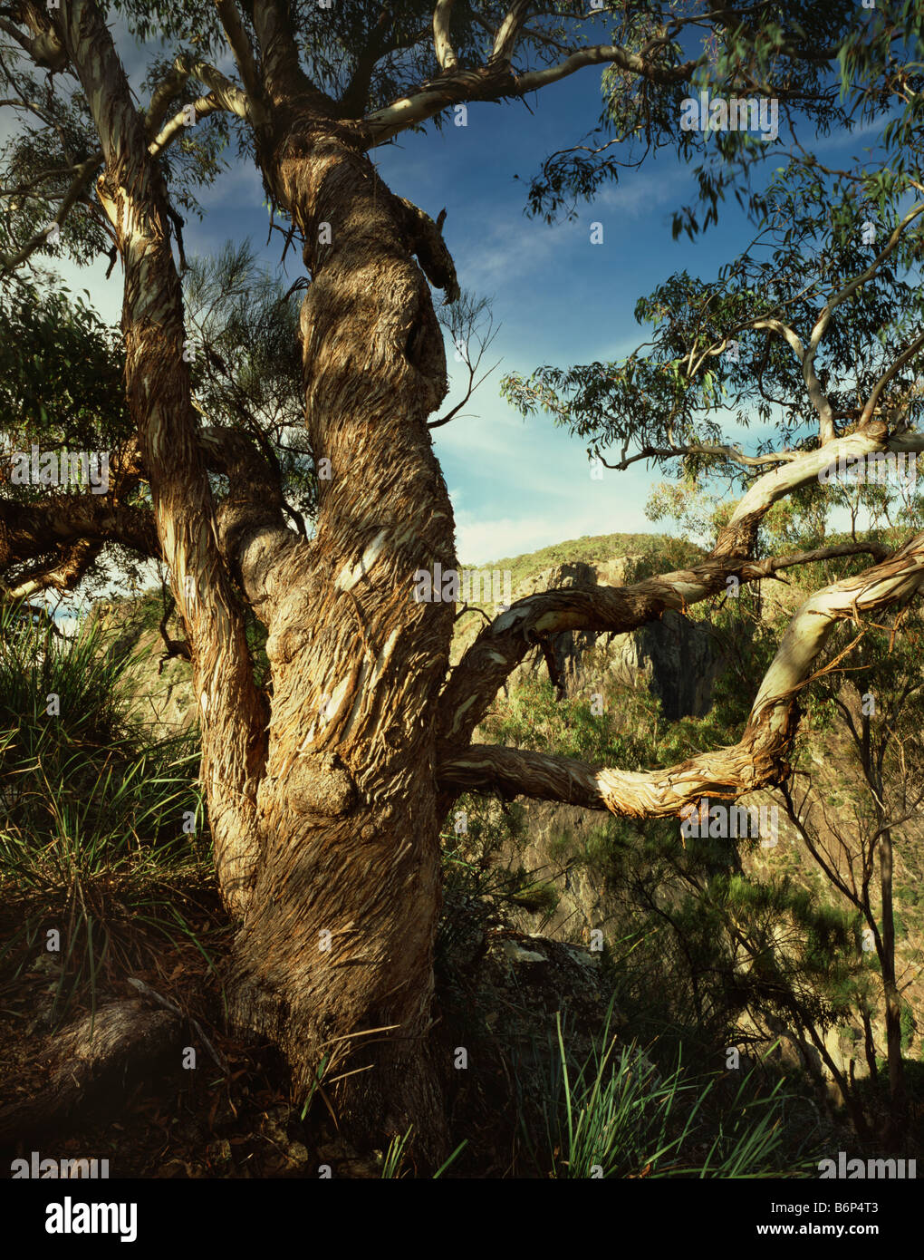 Australian tree shedding bark hi-res stock photography and images - Alamy