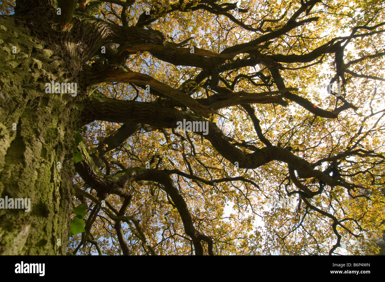 Looking up trunk of English oak tree quercus rober Stock Photo - Alamy