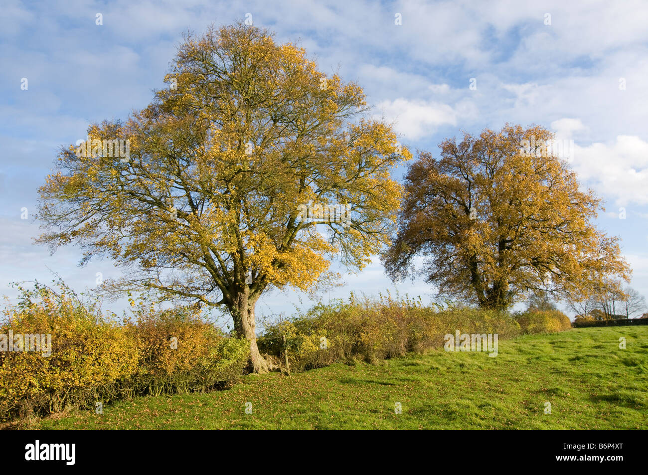 Autumnal Field maple acer campestre with English oak tree quercus rober ...