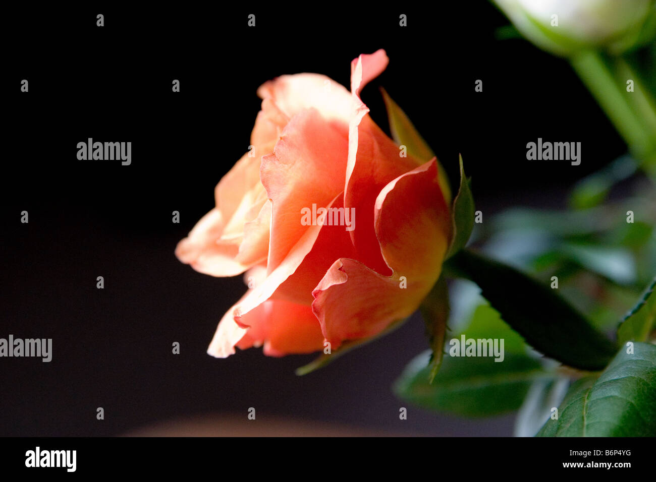 Red rose against dark background Stock Photo - Alamy
