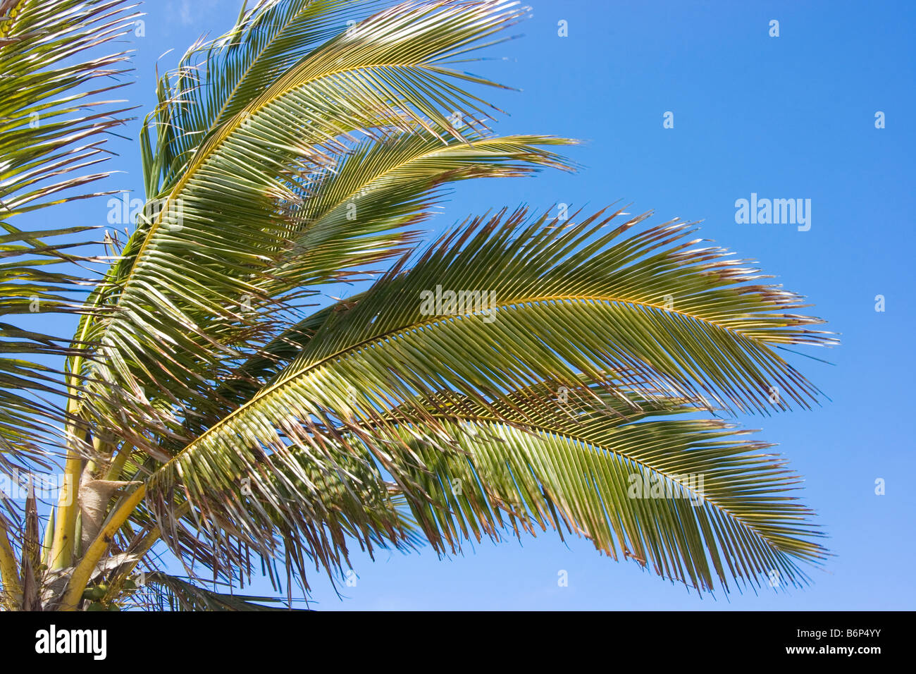 Palm branches hi-res stock photography and images - Alamy