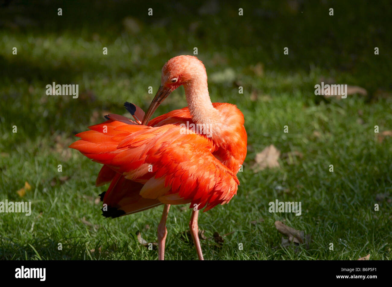 Ibis preening hi-res stock photography and images - Alamy