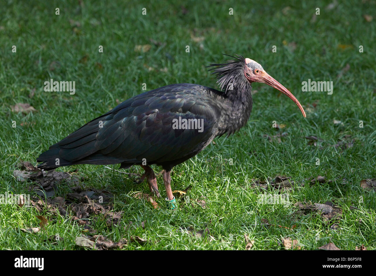 Bald ibis hi-res stock photography and images - Alamy