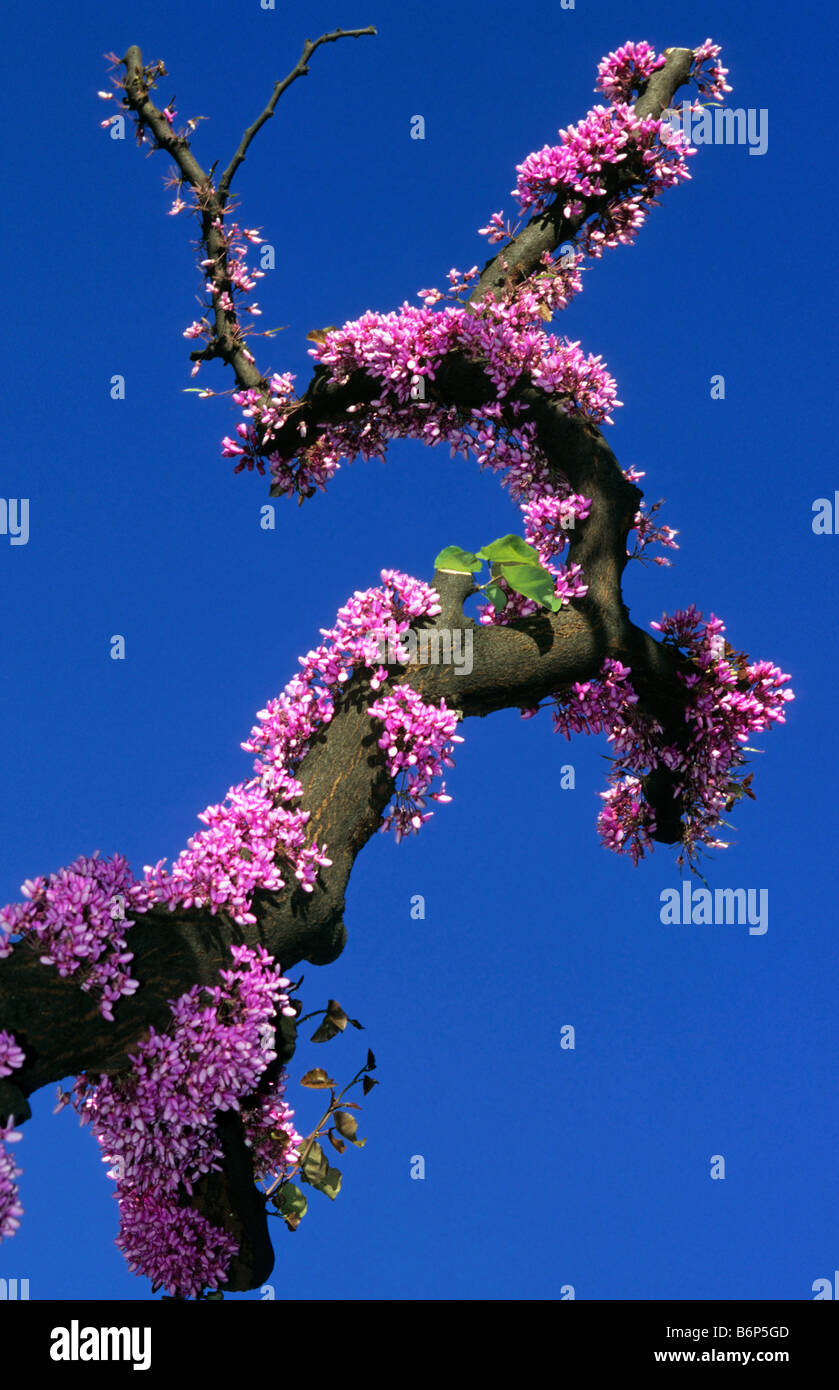 Rome in springtime hi-res stock photography and images - Alamy