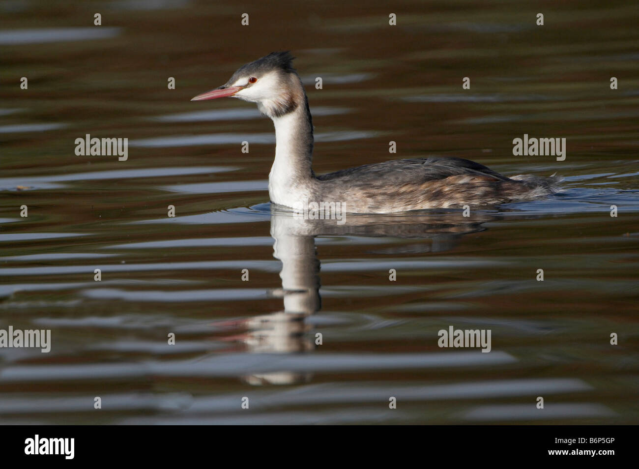 Great Crested Grebe Stock Photo - Alamy
