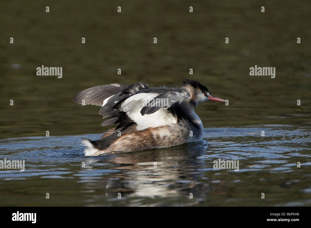 Wing stretching hi-res stock photography and images - Alamy