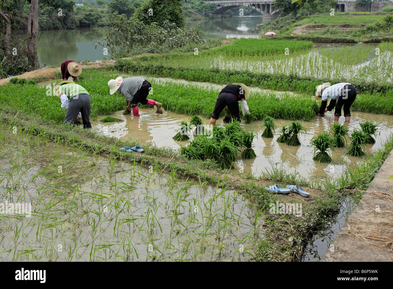 Chinese women planting rice on the banks of the Li river near Yangshuo ...