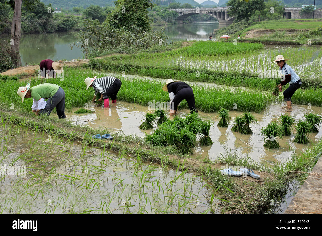 Chinese rice planting hi-res stock photography and images - Alamy