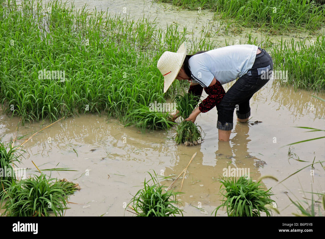 Chinese rice production hi-res stock photography and images - Alamy